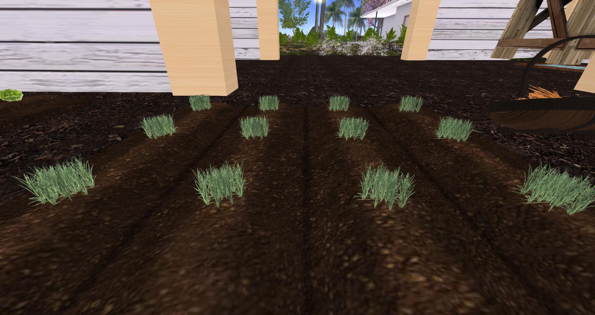 New DFS Seed! DFS Barley Seeds! Start planting some today. You will ...